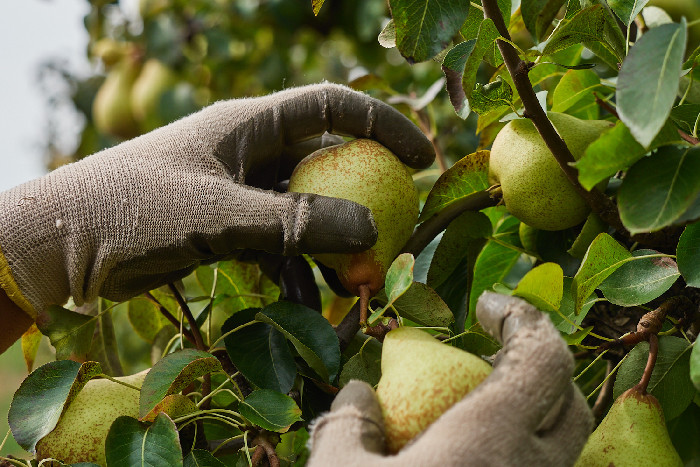 Pera Rocha é um dos frutos mais exportados de Portugal e representa 85 ...